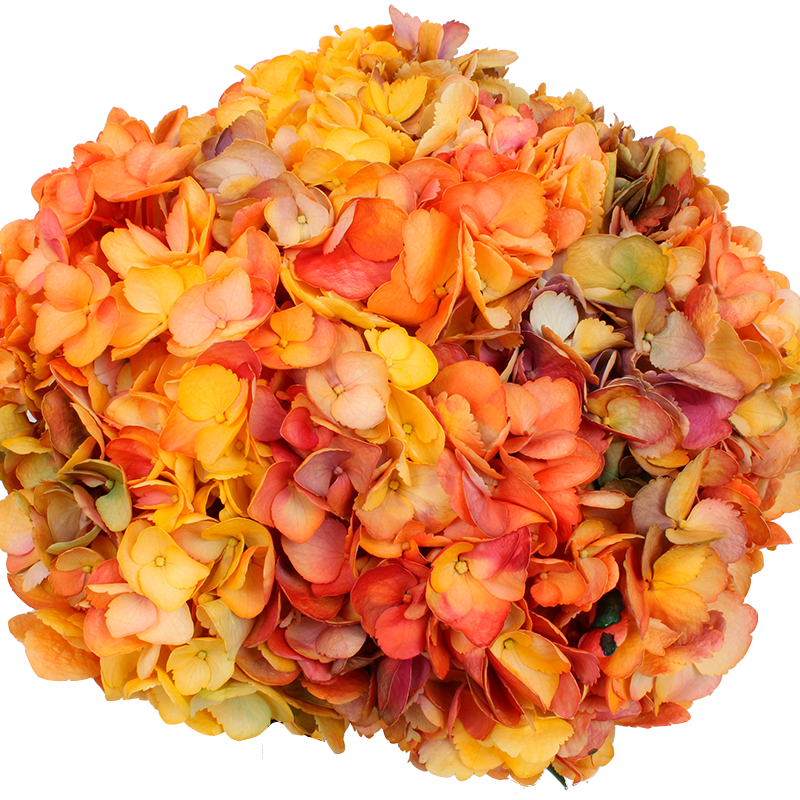 Fall Bunch Airbrushed Hydrangeas – Flower Explosion