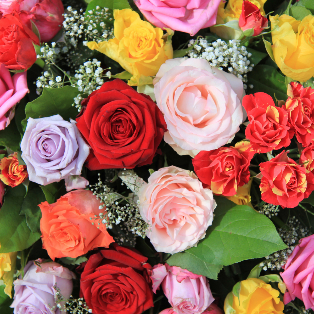 Choosing the Right Color of Roses for Every Occasion – Flower Explosion