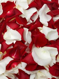 Fresh rose petals - Where to buy real rose petals - Flower Explosion