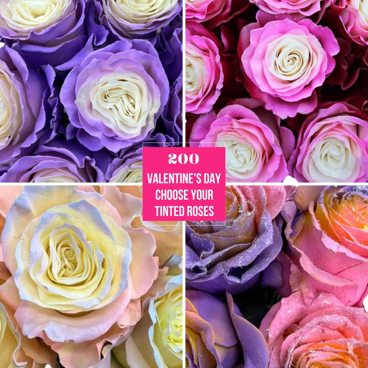 Valentine's Day Mix and Match Tinted Roses - 200 Stems Choose Your ...