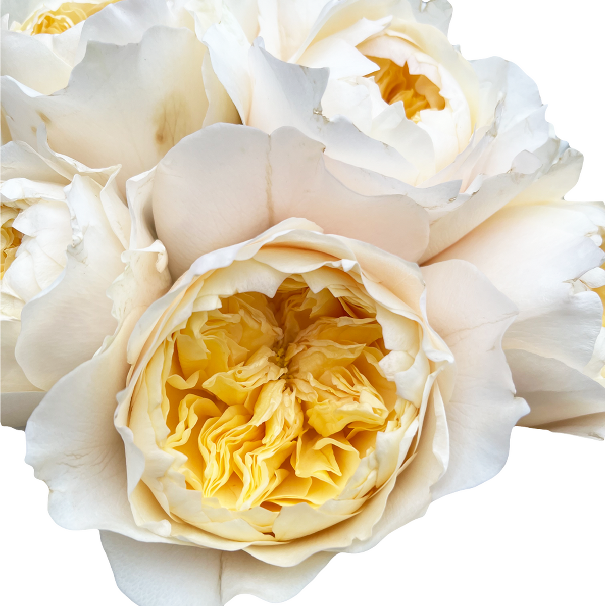 Effie Garden Rose - David Austin – Flower Explosion