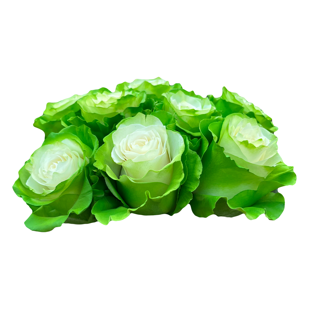 Mojito – Flower Explosion