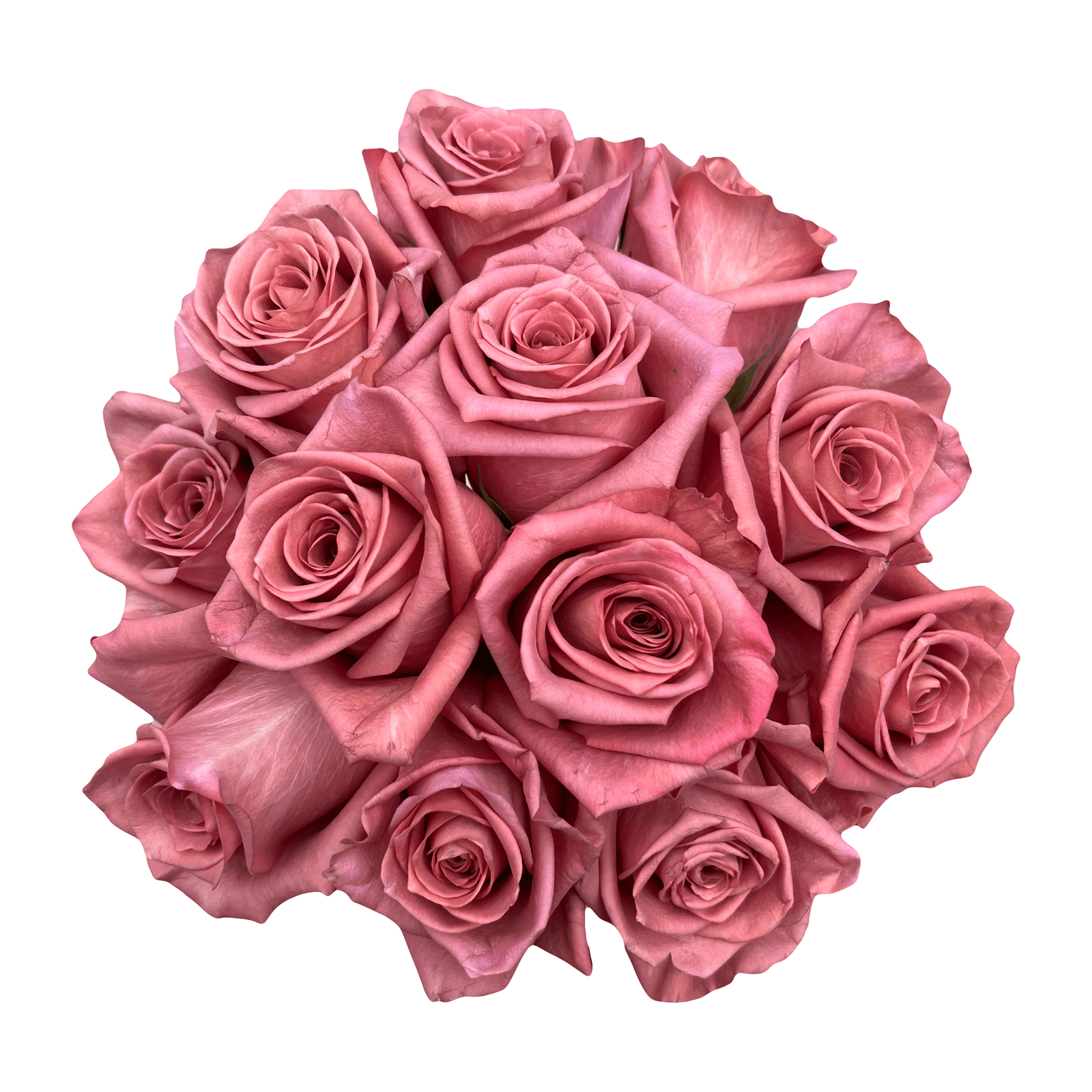 Barista Mauve Roses – Flower Explosion