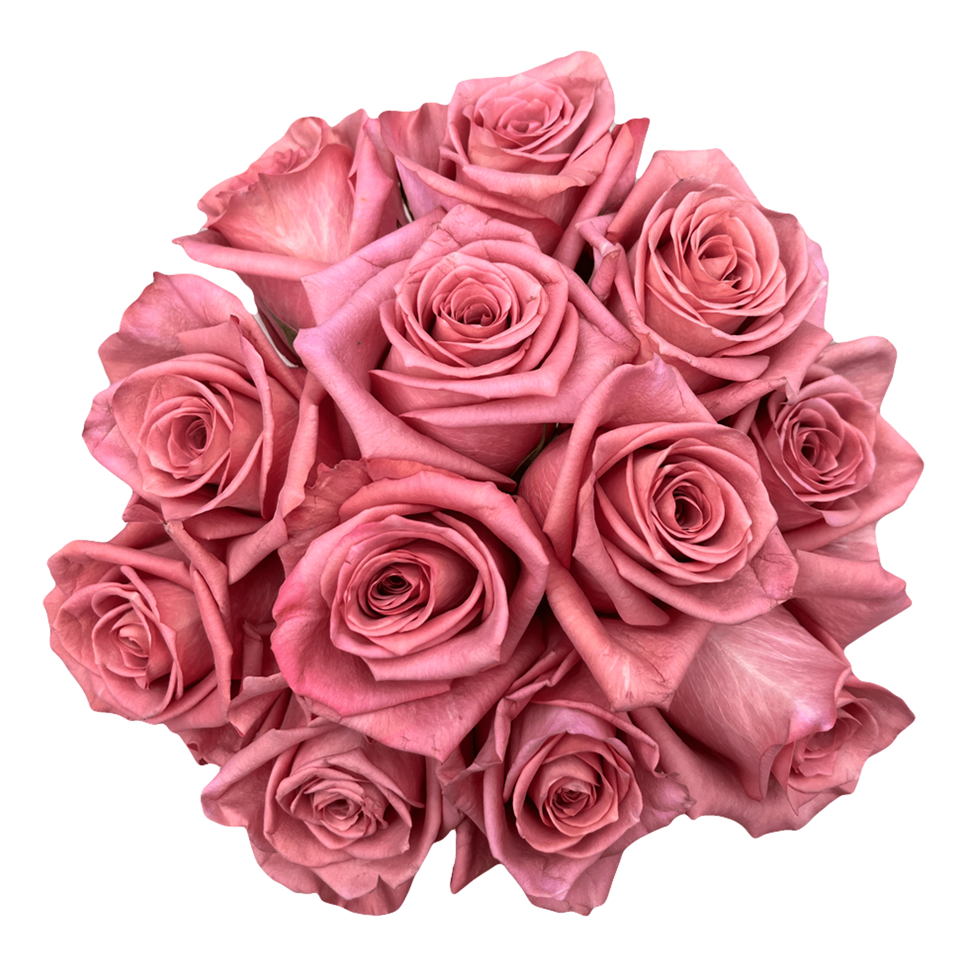 Barista Mauve Roses – Flower Explosion