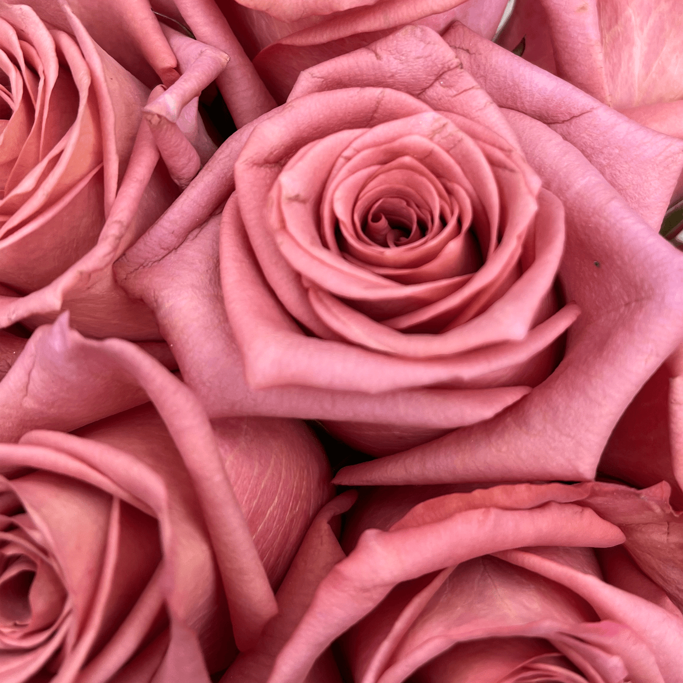 Barista Mauve Roses – Flower Explosion