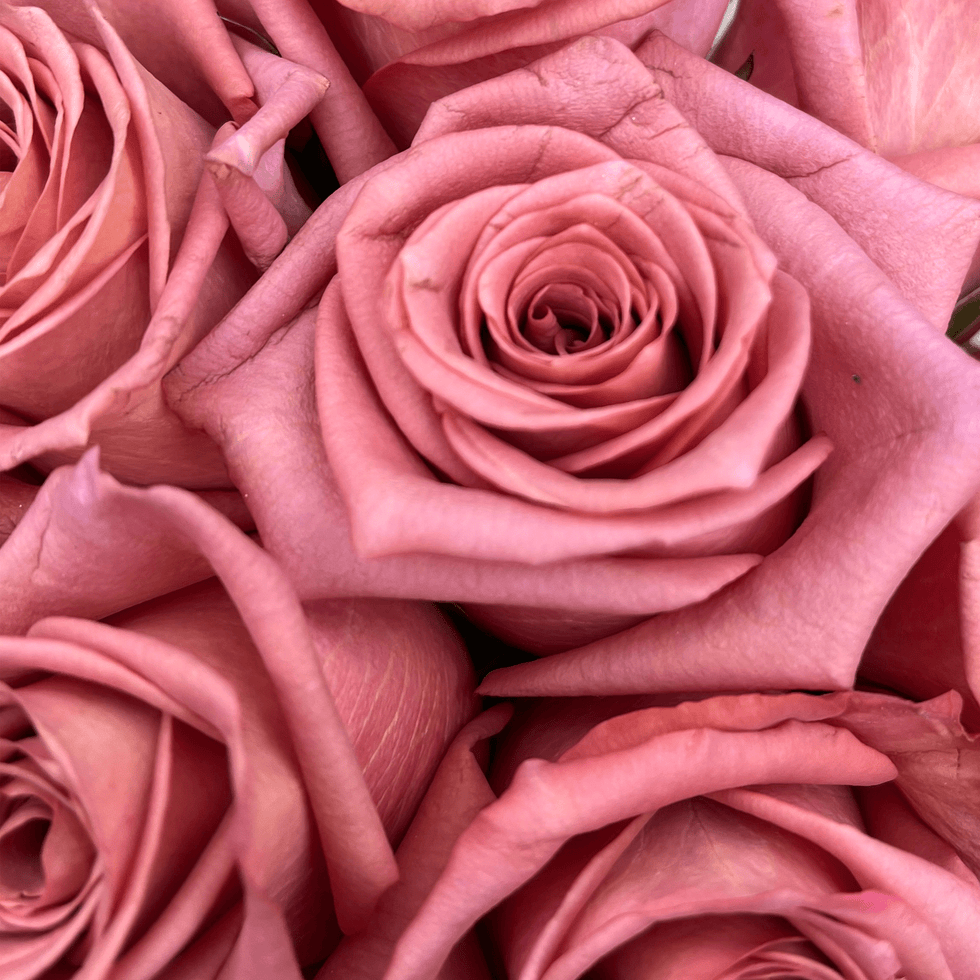 Barista Mauve Roses – Flower Explosion