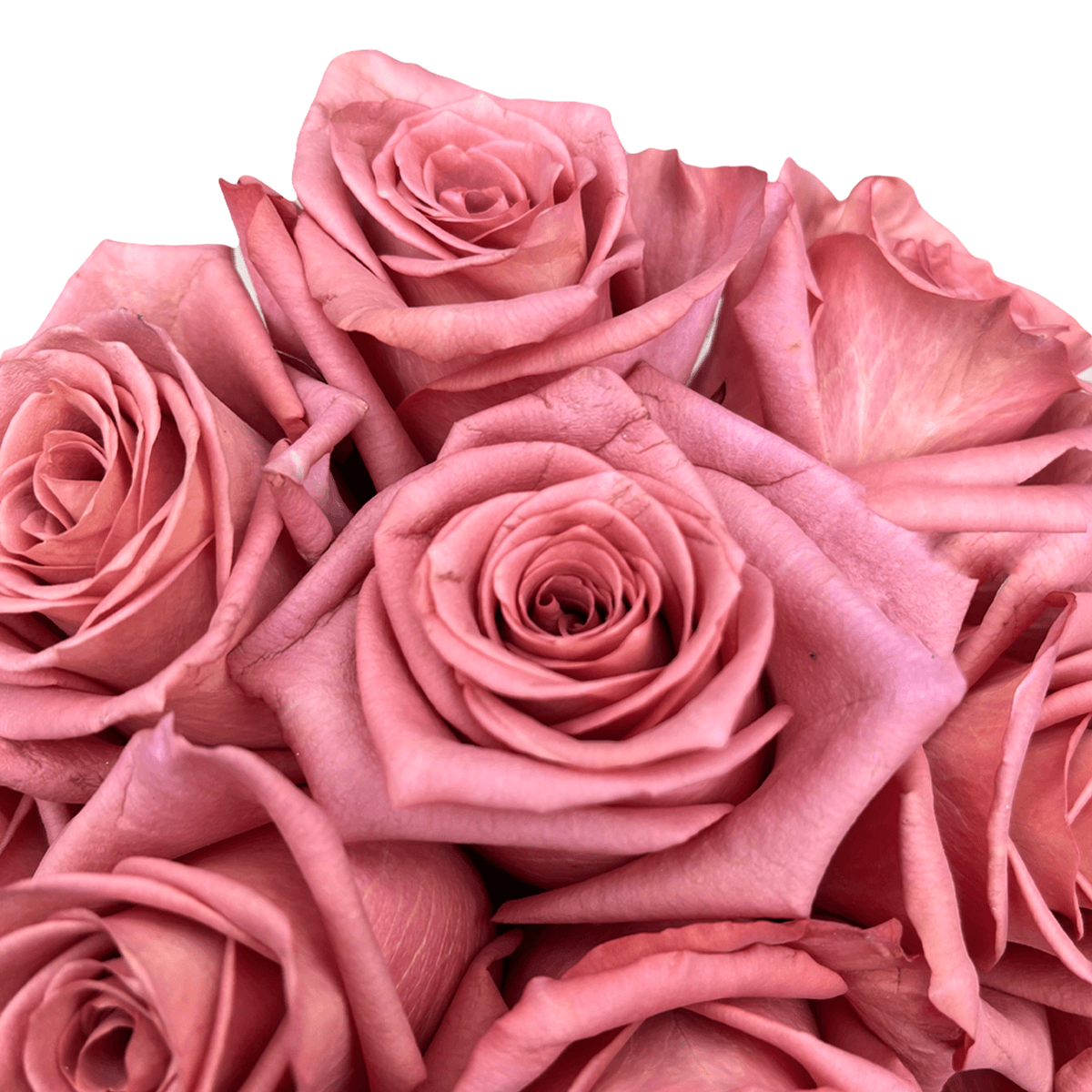 Barista Mauve Roses – Flower Explosion