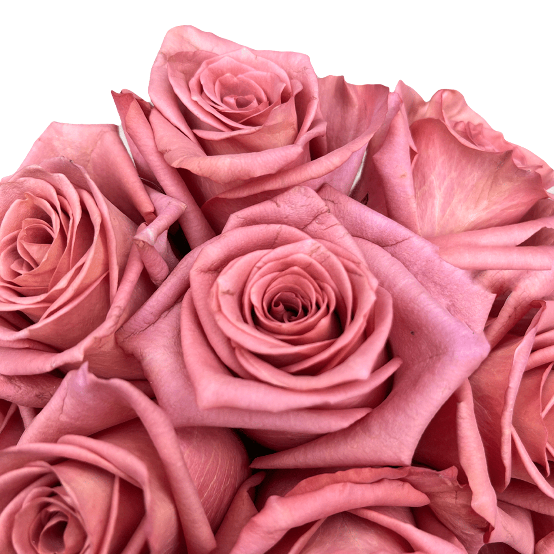 Barista Mauve Roses – Flower Explosion