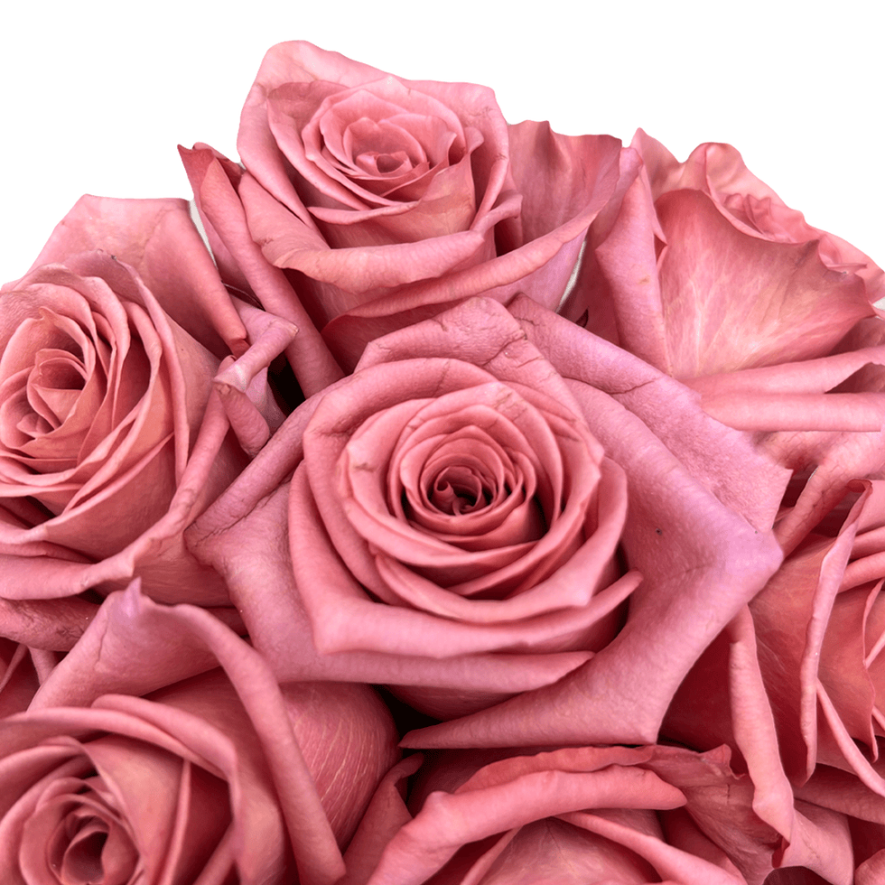 Barista Mauve Roses – Flower Explosion