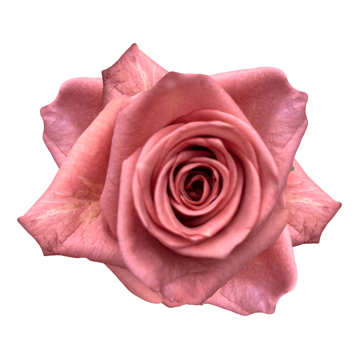 Barista Mauve Roses – Flower Explosion