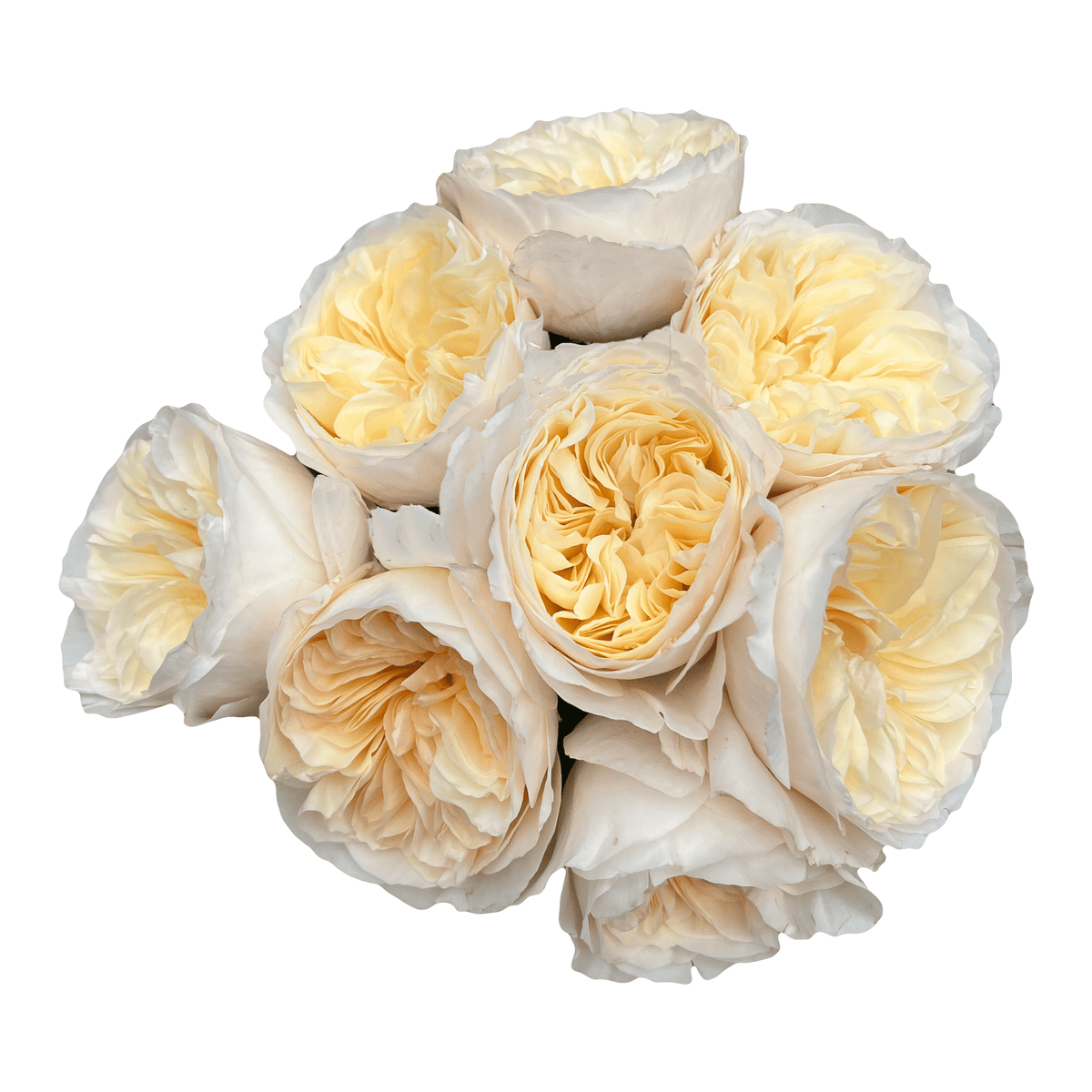Bessie Butter Cream David Austin Garden Rose – Flower Explosion