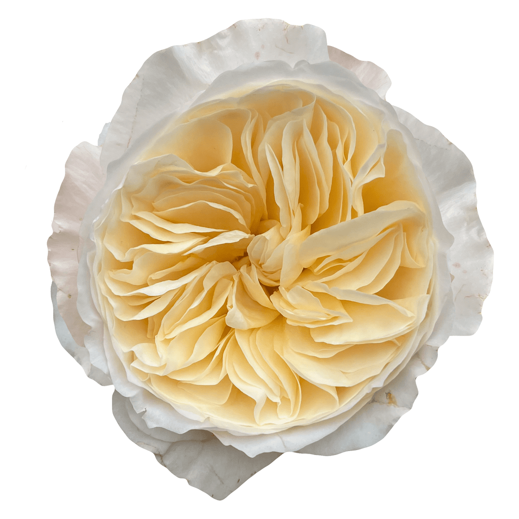 Bessie Butter Cream David Austin Garden Rose – Flower Explosion