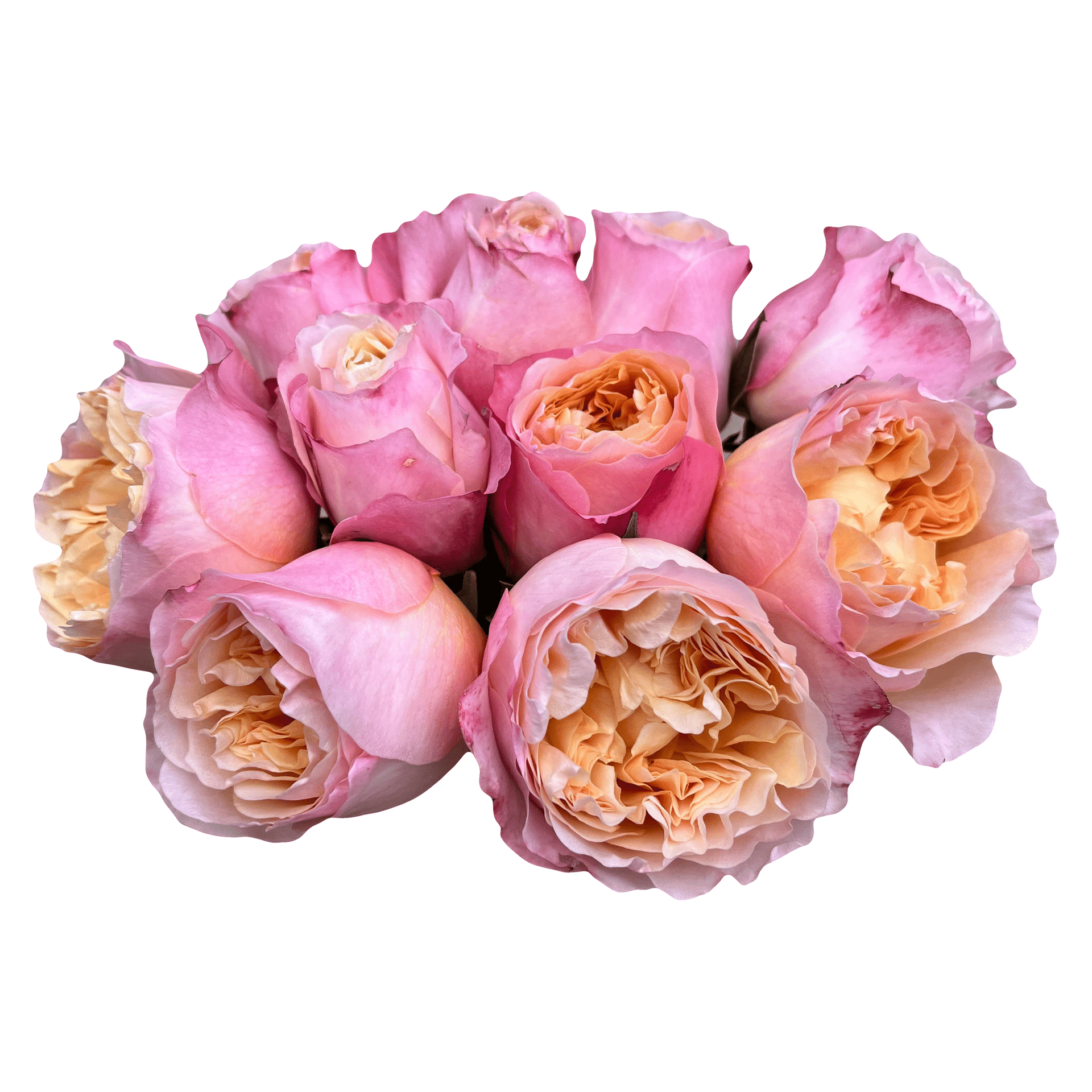 Edith Garden Rose - David Austin – Flower Explosion