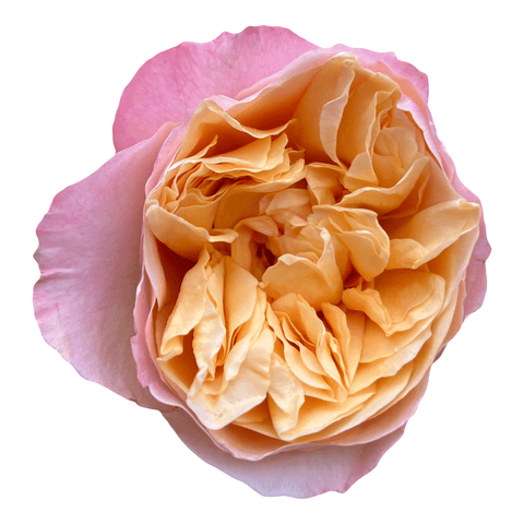 Edith Garden Rose - David Austin – Flower Explosion