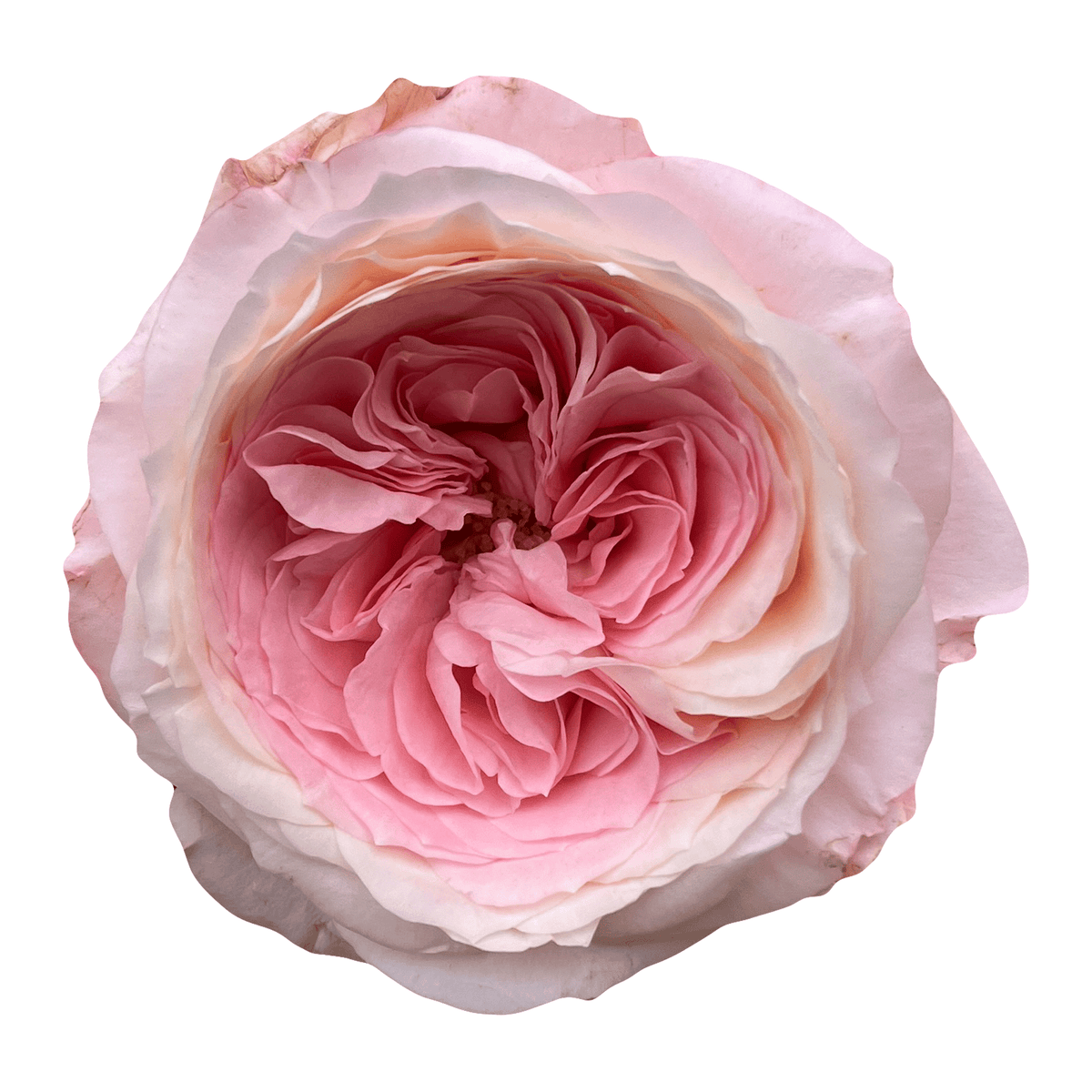 Mayra Bridal Pink Garden Roses – Flower Explosion