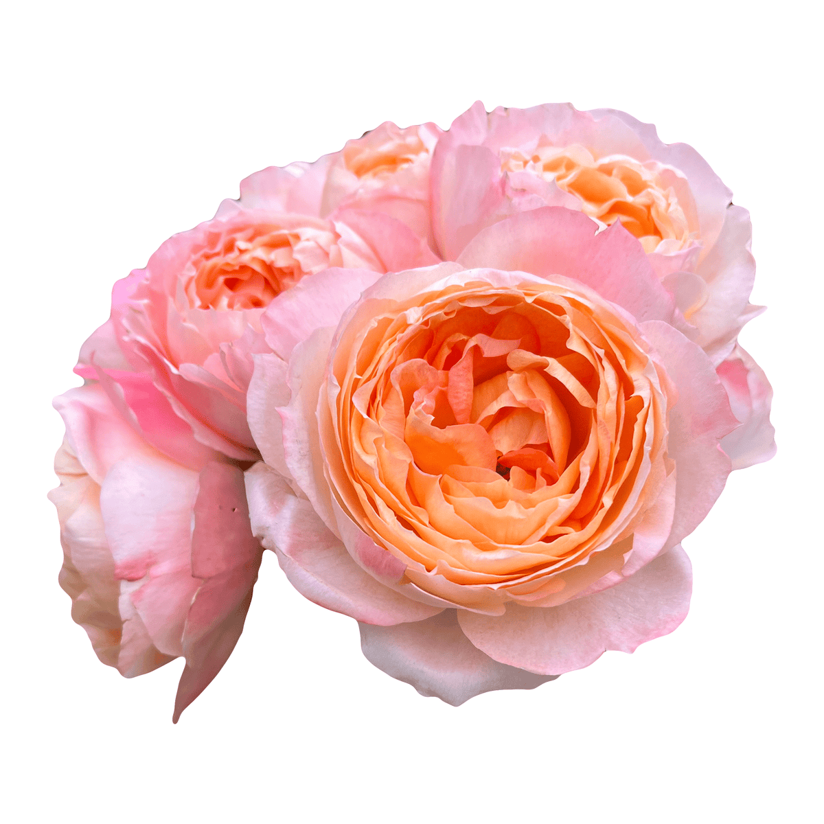 Princess Aiko Garden Rose – Flower Explosion