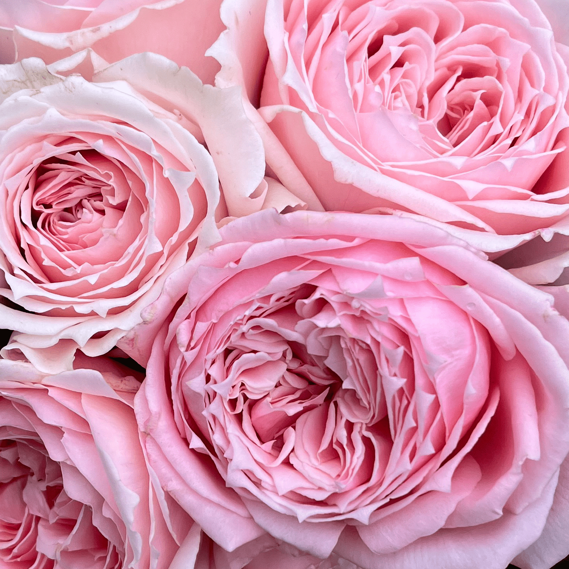 Princess Hitomi Garden Rose – Flower Explosion