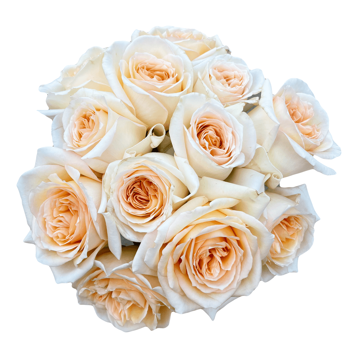 Princess Maya Garden Rose – Flower Explosion