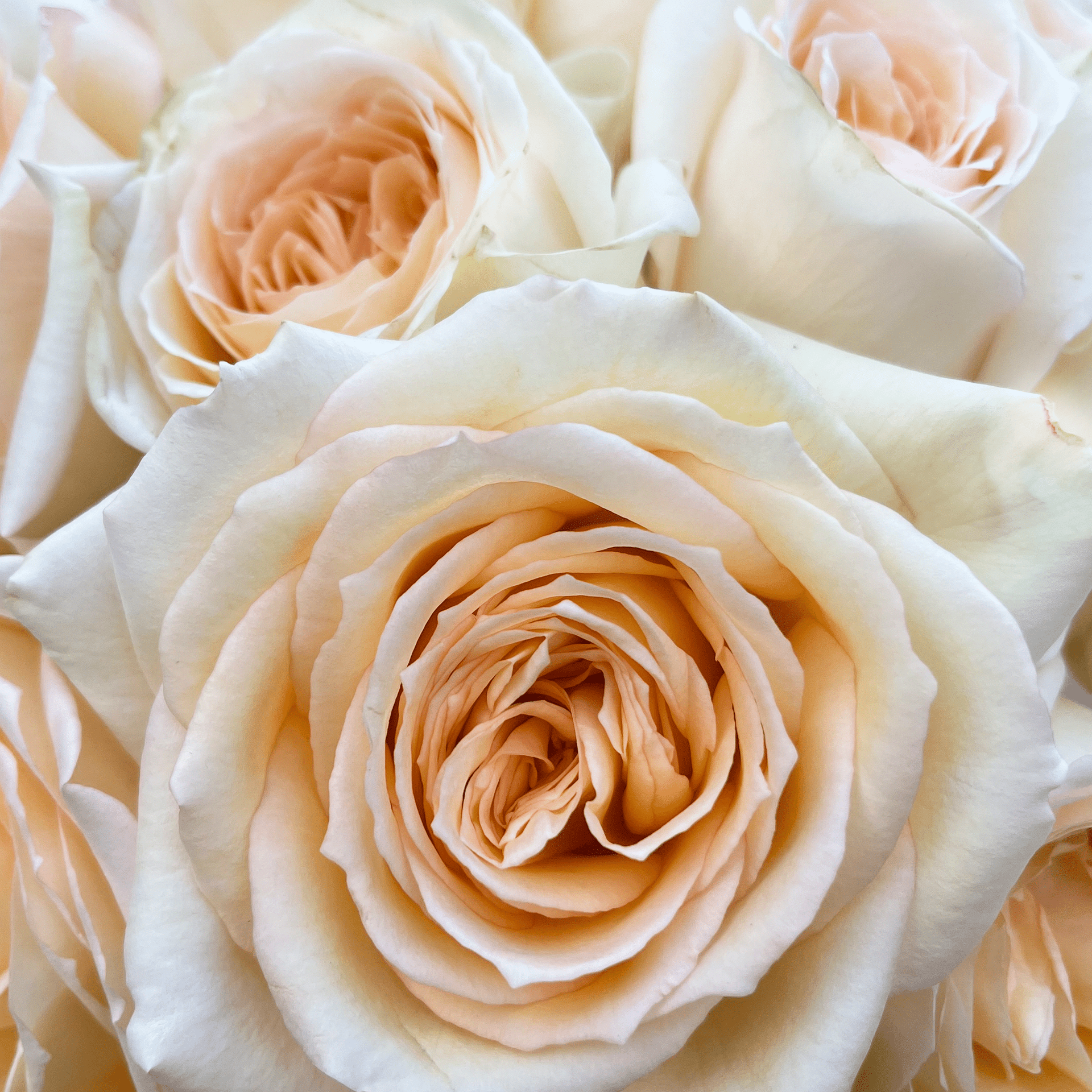 Princess Maya Garden Rose – Flower Explosion