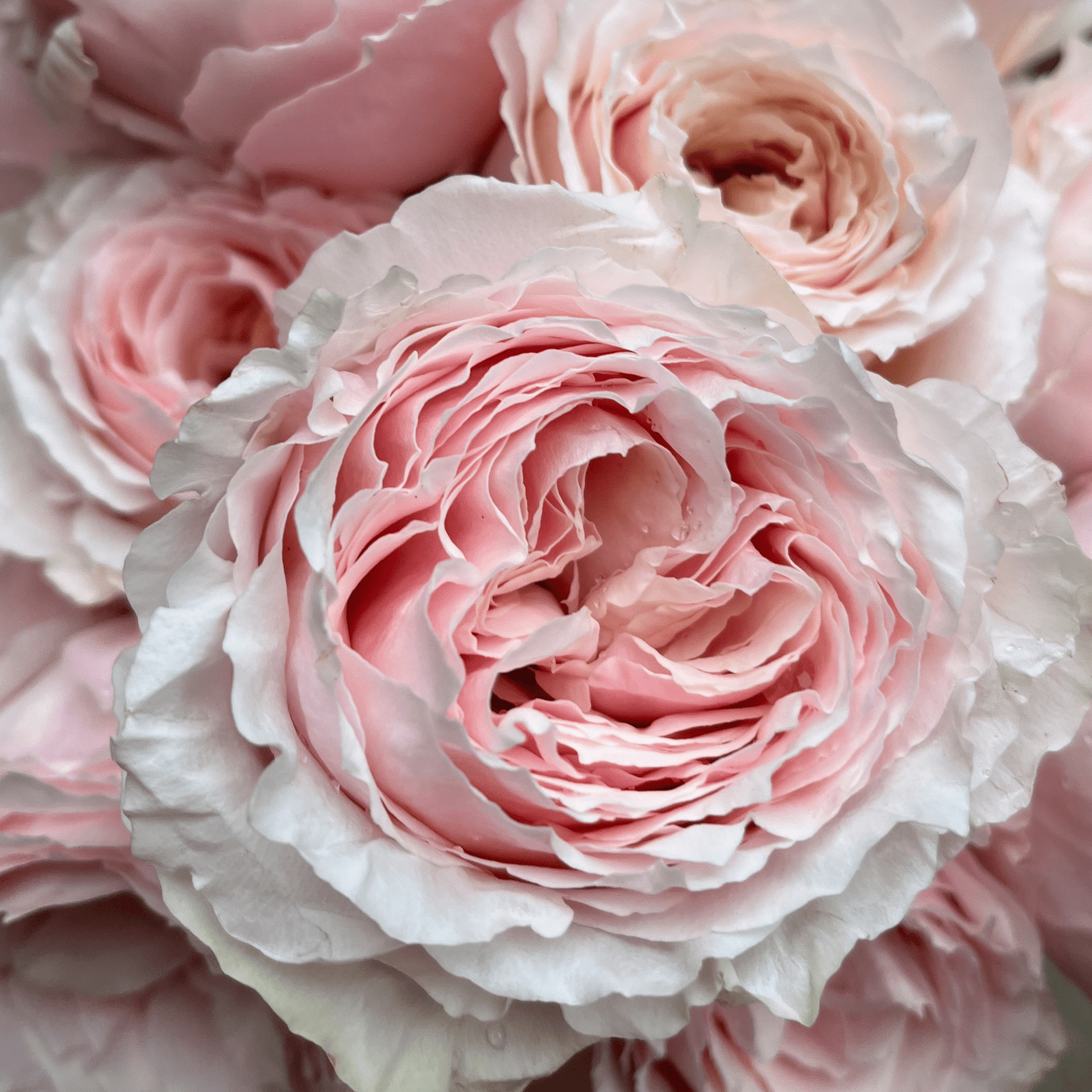 Tsumugi Wabara Garden Roses – Flower Explosion