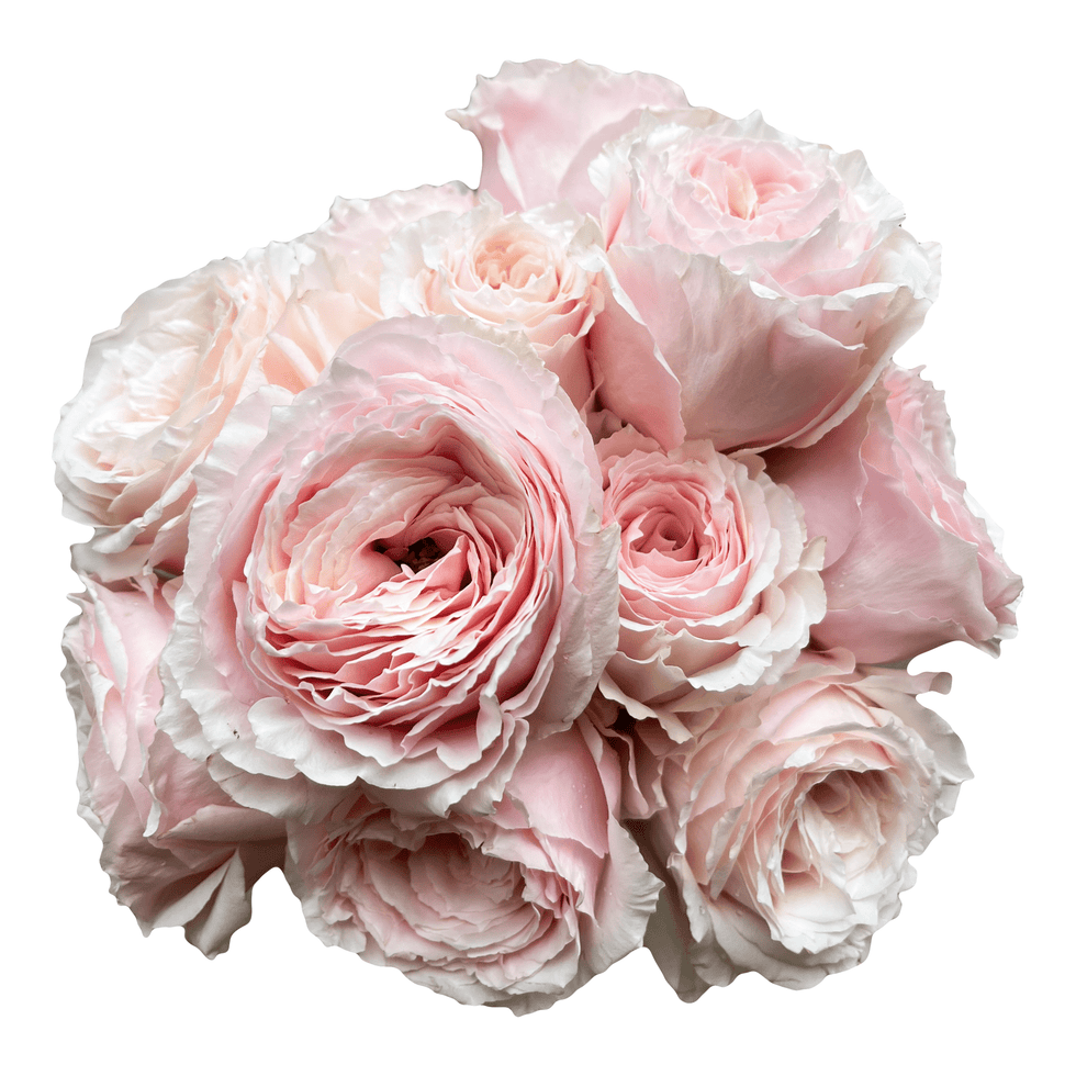 Tsumugi Wabara Garden Roses – Flower Explosion