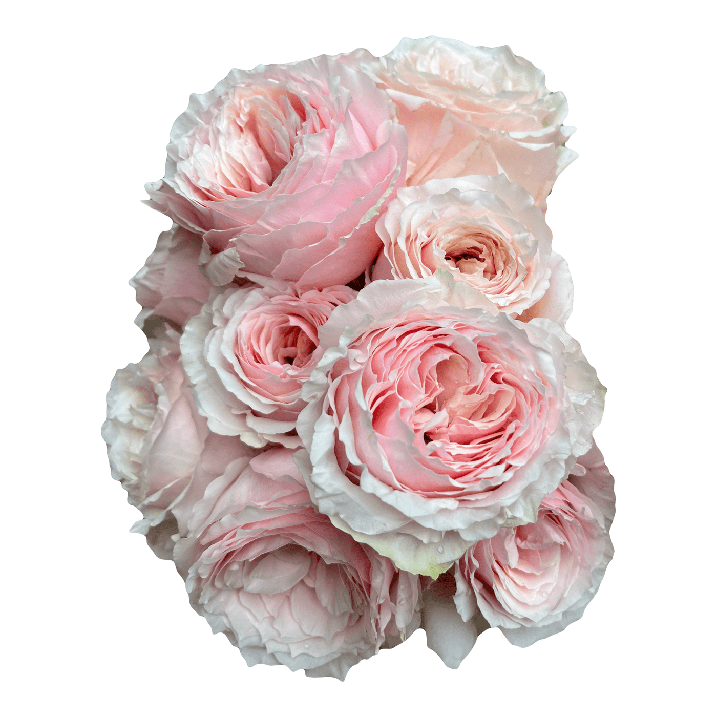 Tsumugi Wabara Garden Roses – Flower Explosion