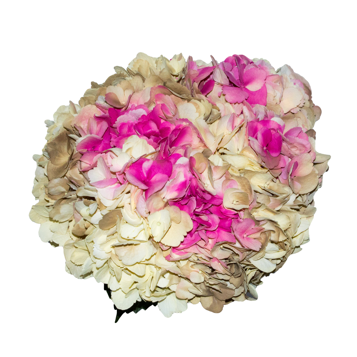 Bloom Airbrushed Hydrangeas – Flower Explosion