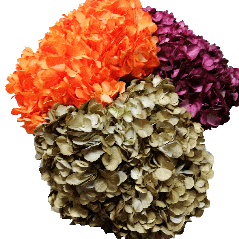 Fall Assorted Airbrushed Hydrangeas – Flower Explosion