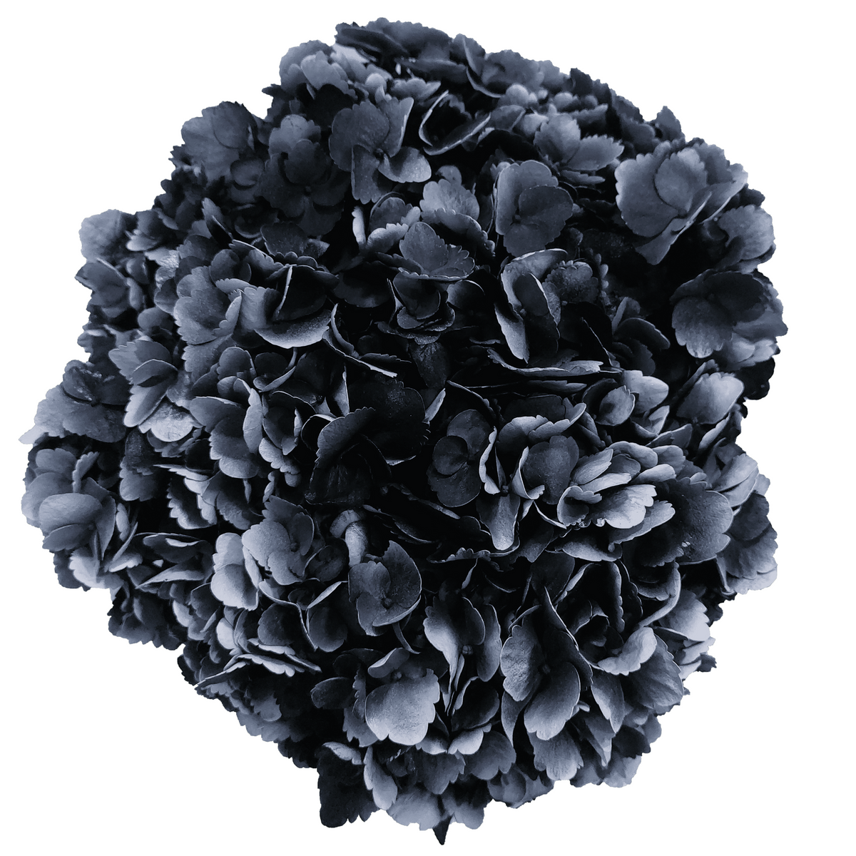 Haunted Airbrushed Hydrangeas – Flower Explosion