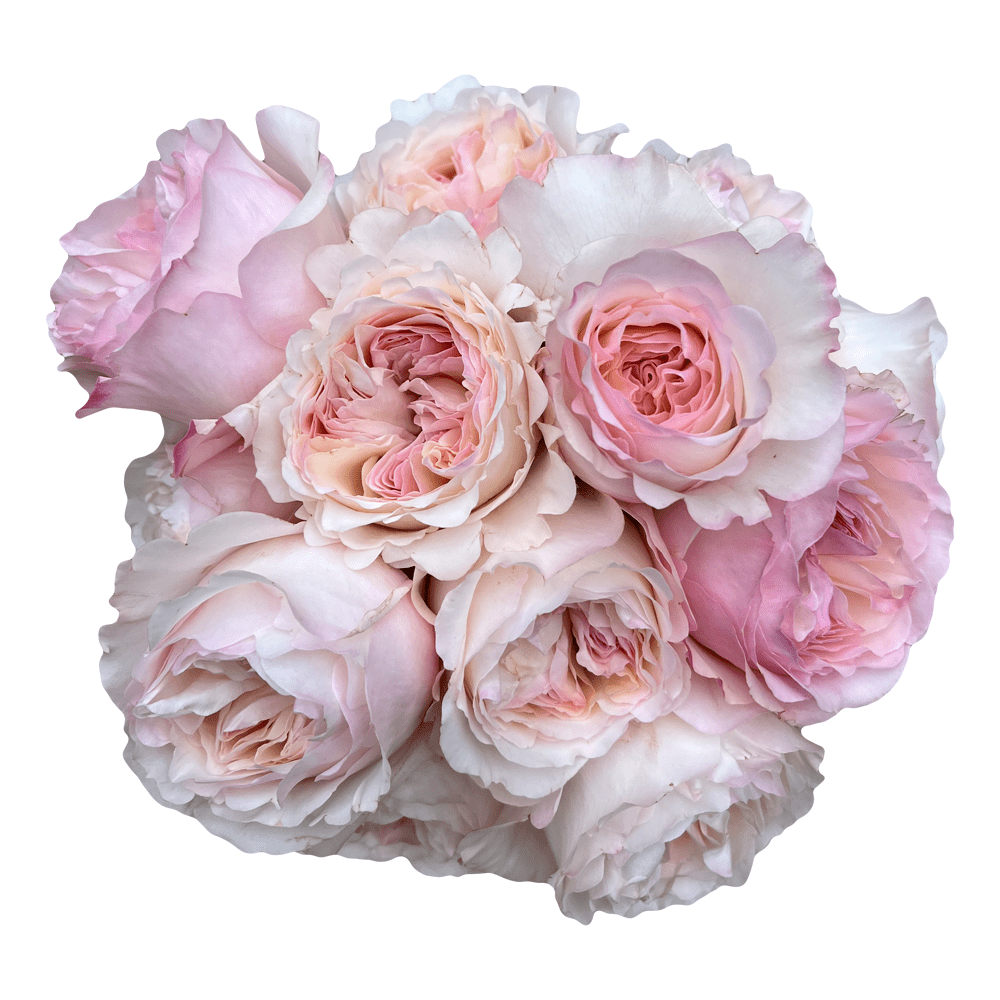 Keira Blush Pink English Rose | David Austin – Flower Explosion