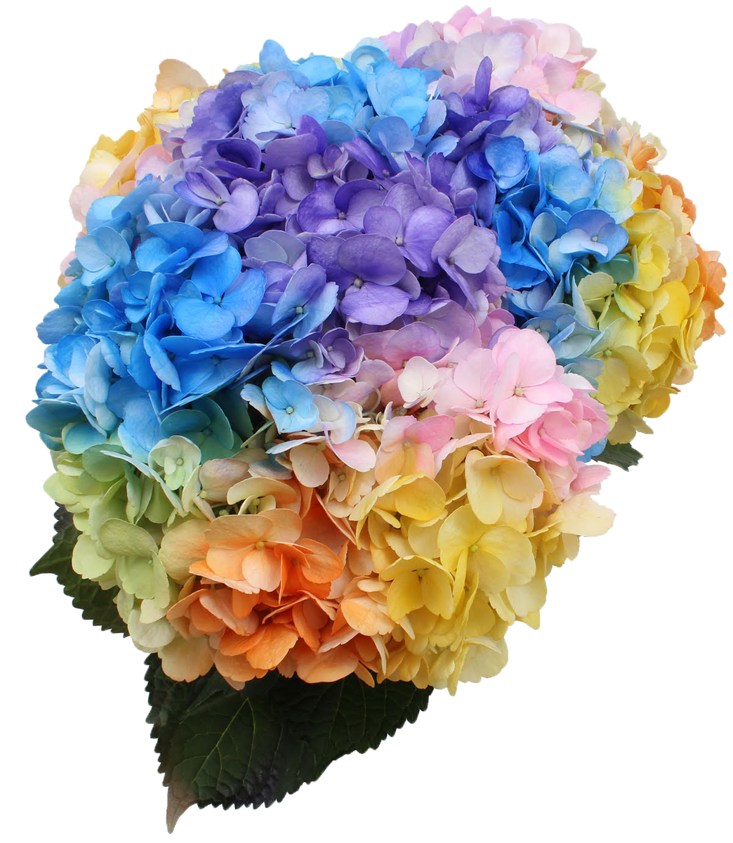 Love Is Love Airbrushed Hydrangeas – Flower Explosion