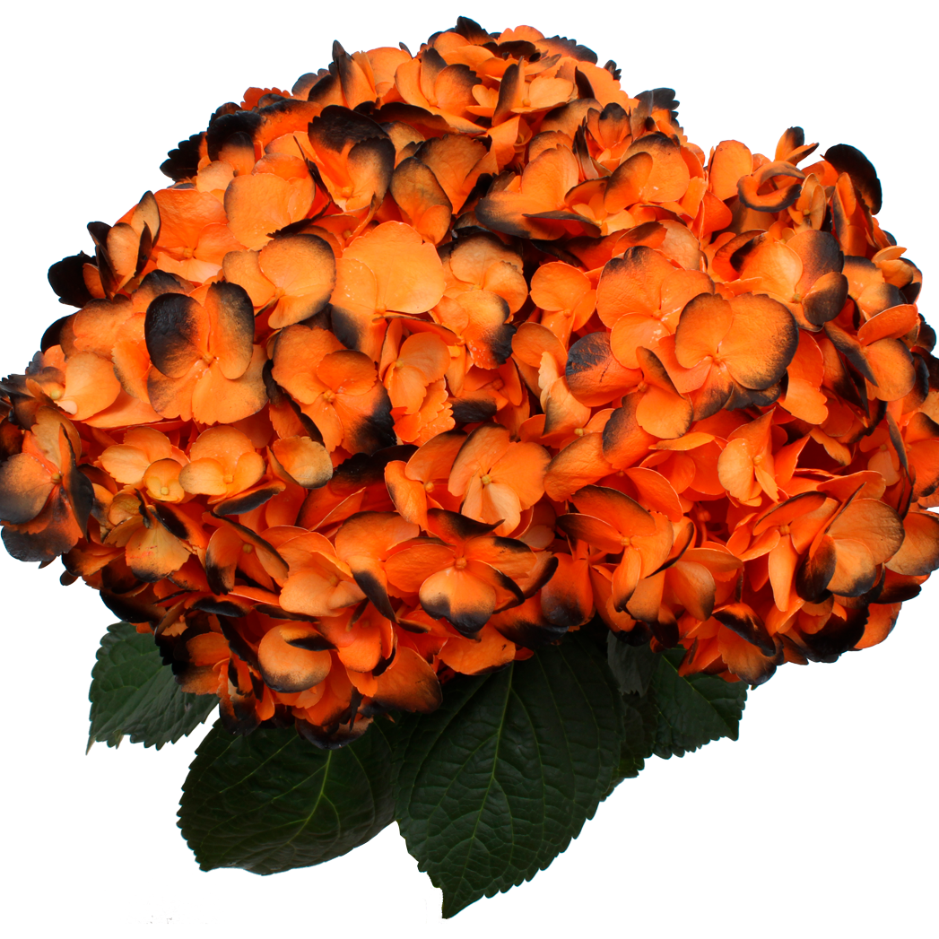 Orange Black Tips Airbrushed Hydrangeas – Flower Explosion