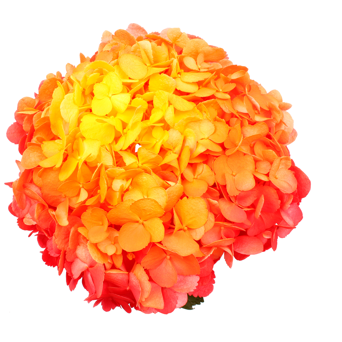 Summer Orange Airbrushed Hydrangeas – Flower Explosion