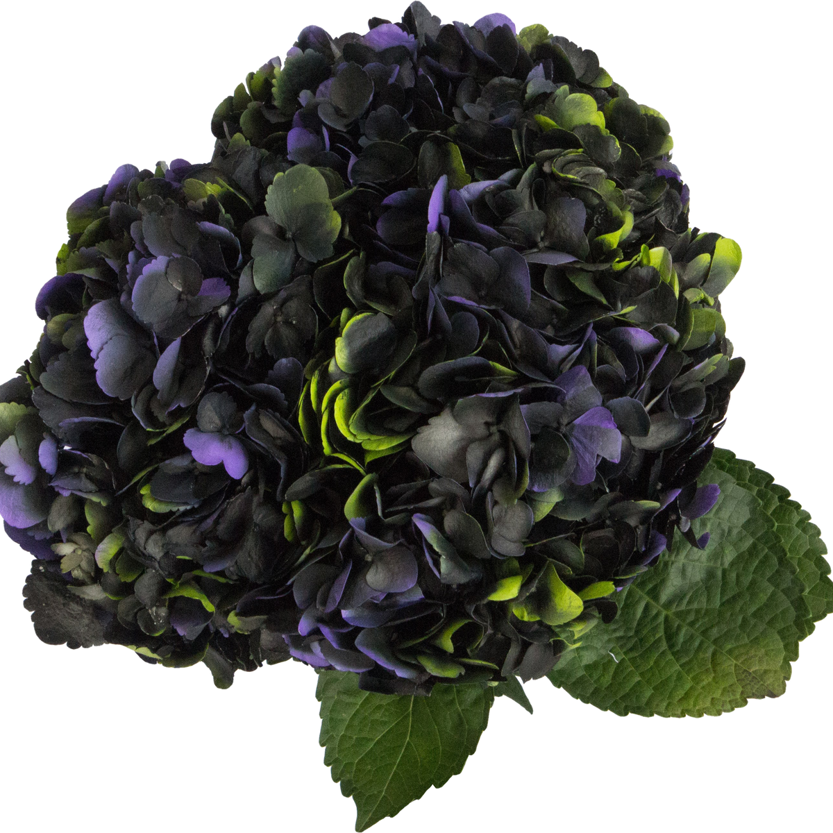Trick Or Treat Airbrushed Hydrangeas – Flower Explosion