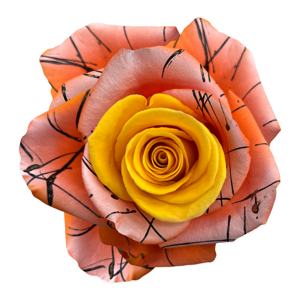 Tiger Eye Roses - Flower Explosion