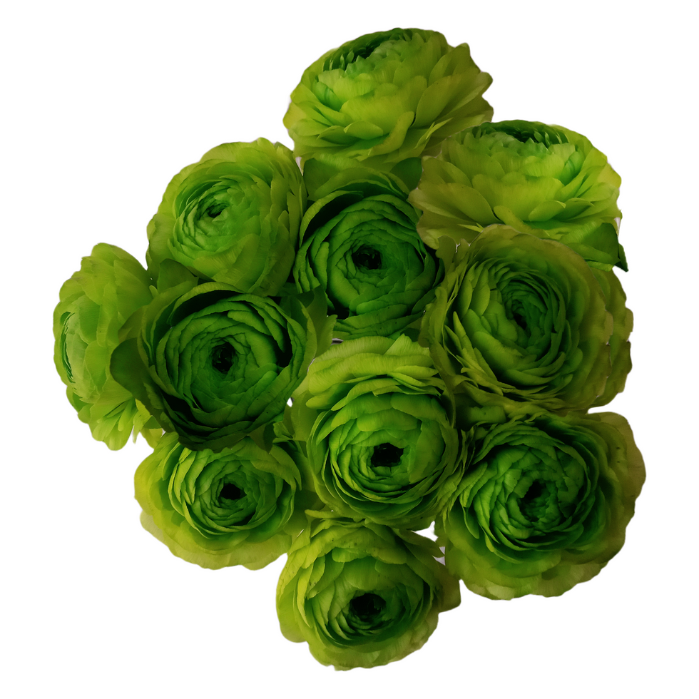 Ranunculus Chartreuse Green | Flower Explosion