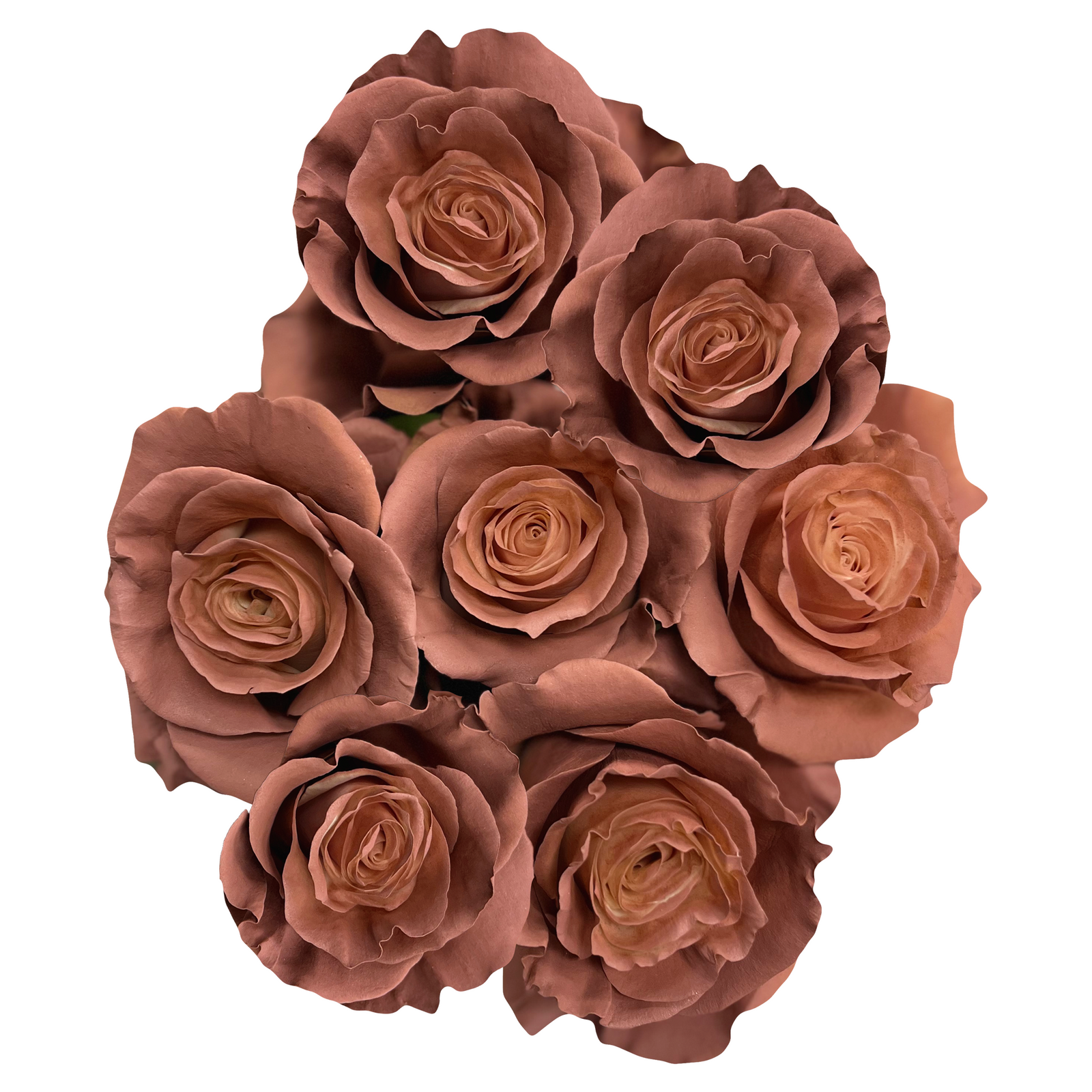 Cappuccino Tinted Roses - Flower Explosion