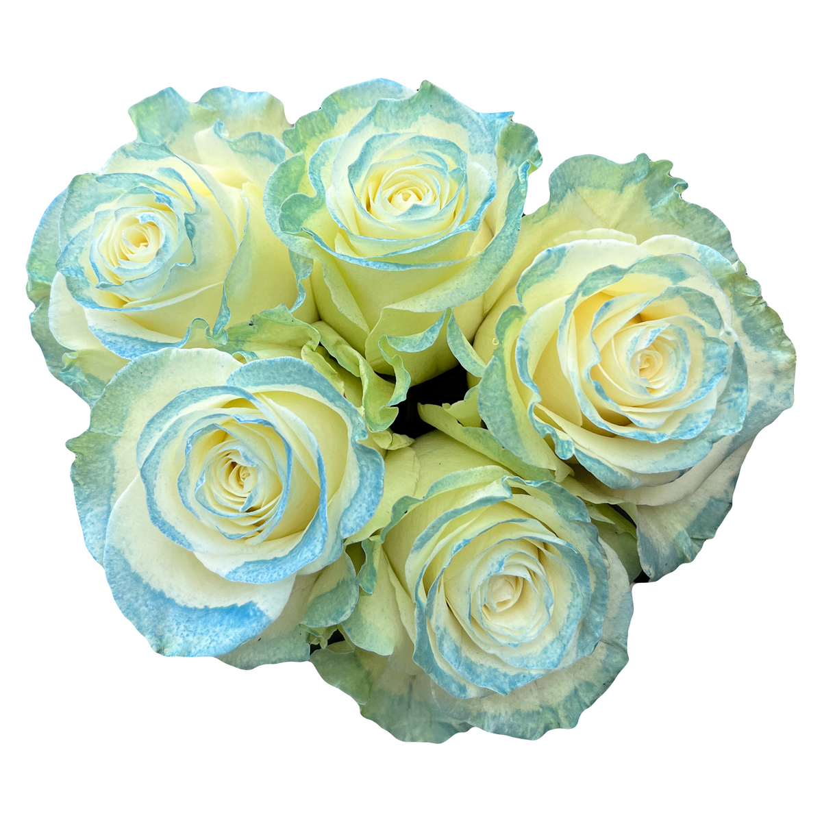 Blue Chameleon Color Changing Roses - Flower Explosion