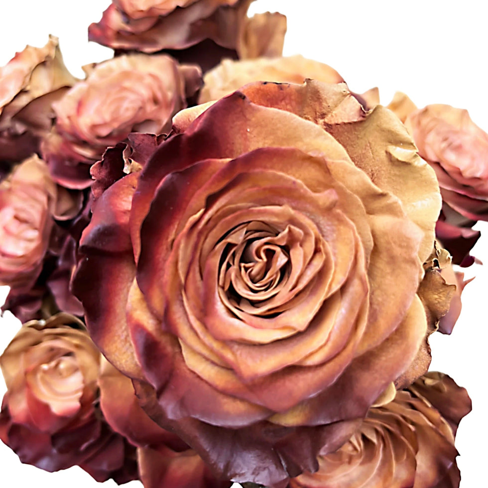 Dusky Plum Roses – Cafe & Burgundy Brown Roses | Flower Explosion