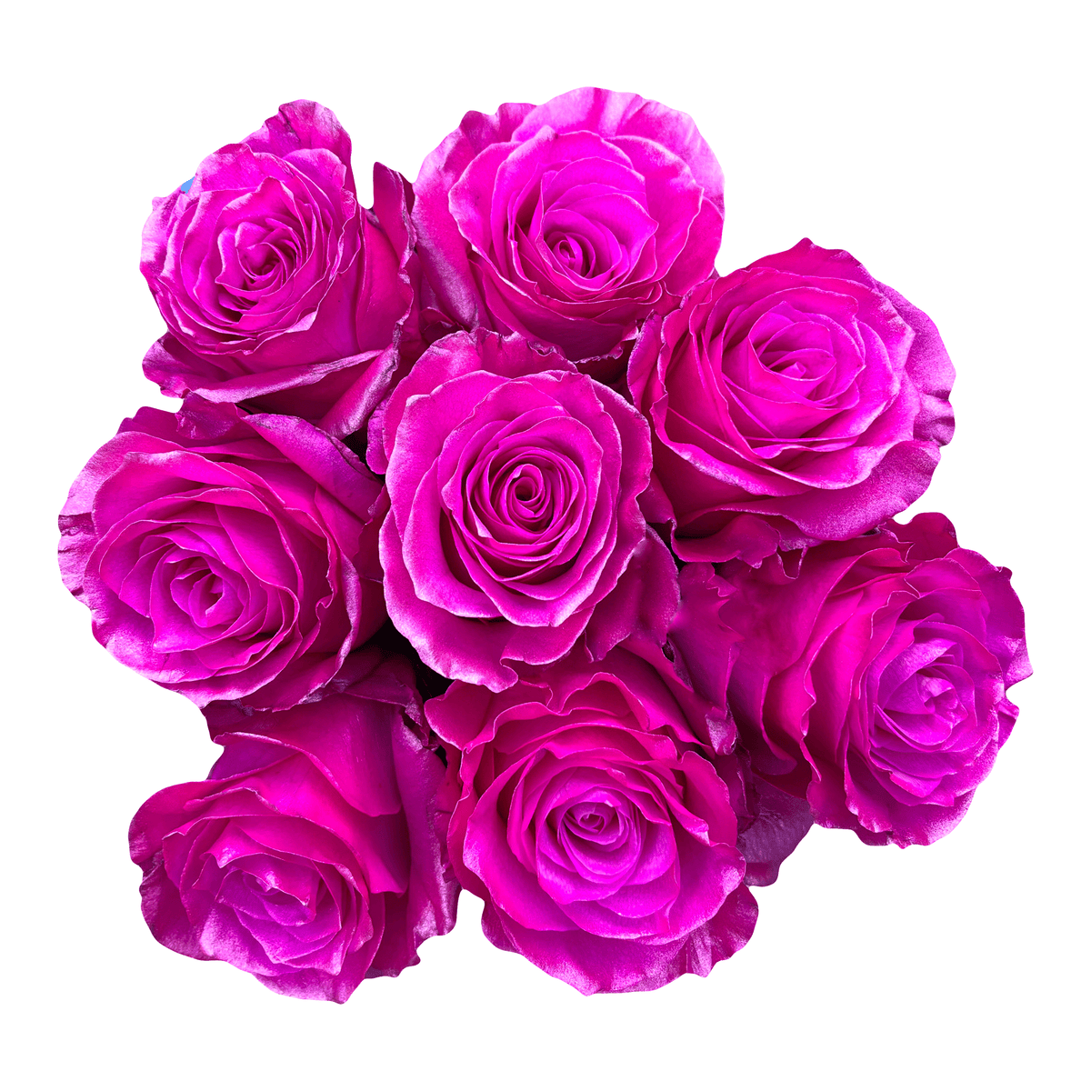 Dazzle Pink – Flower Explosion