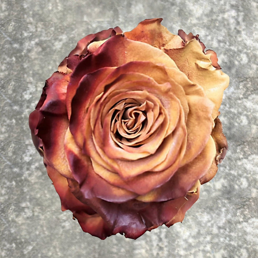 Dusky Plum Roses – Cafe & Burgundy Brown Roses | Flower Explosion