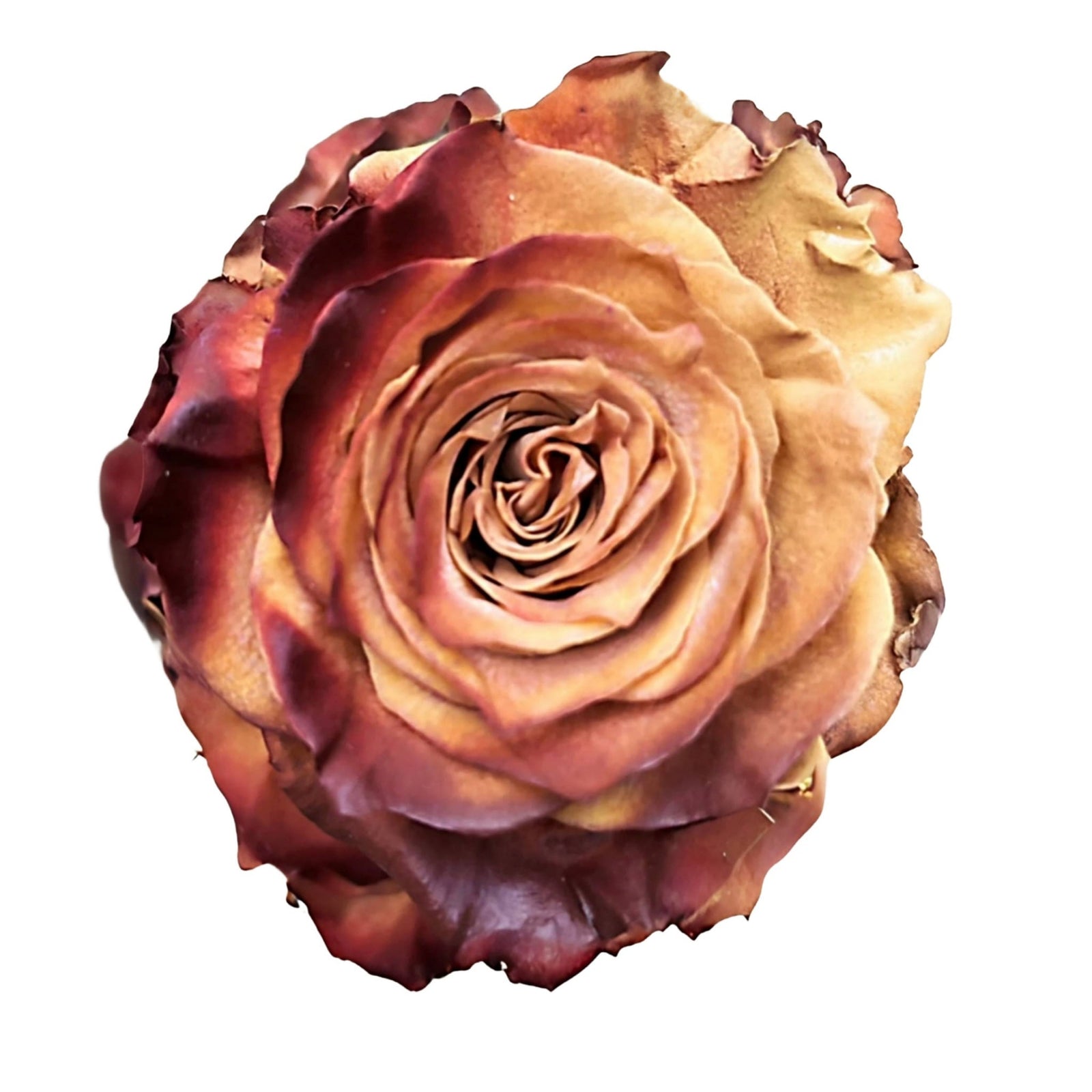Dusky Plum Roses – Cafe & Burgundy Brown Roses | Flower Explosion