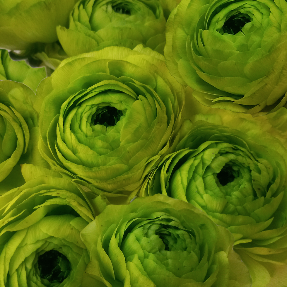 Ranunculus Chartreuse Green | Flower Explosion