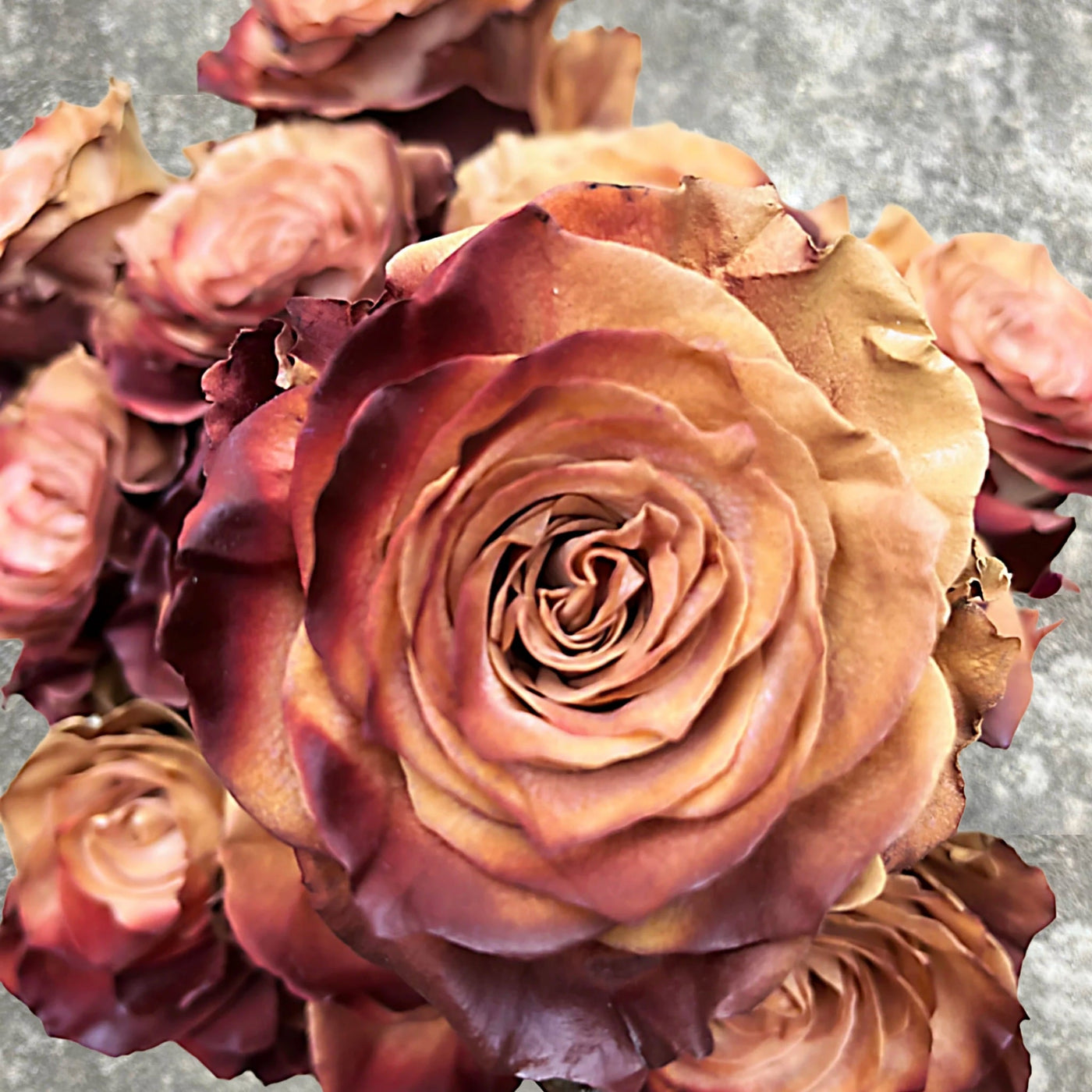 Dusky Plum Roses – Cafe & Burgundy Brown Roses | Flower Explosion