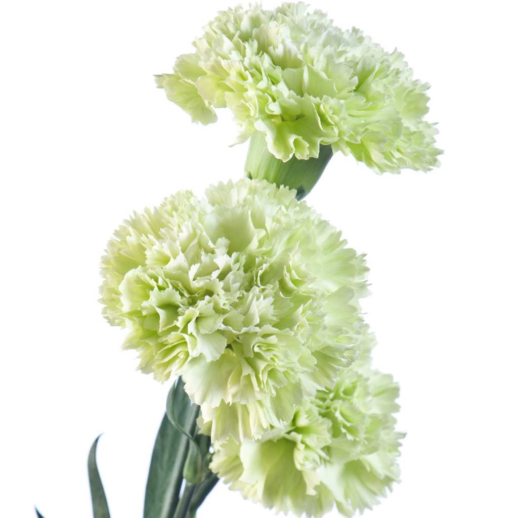 Green Carnations – Flower Explosion