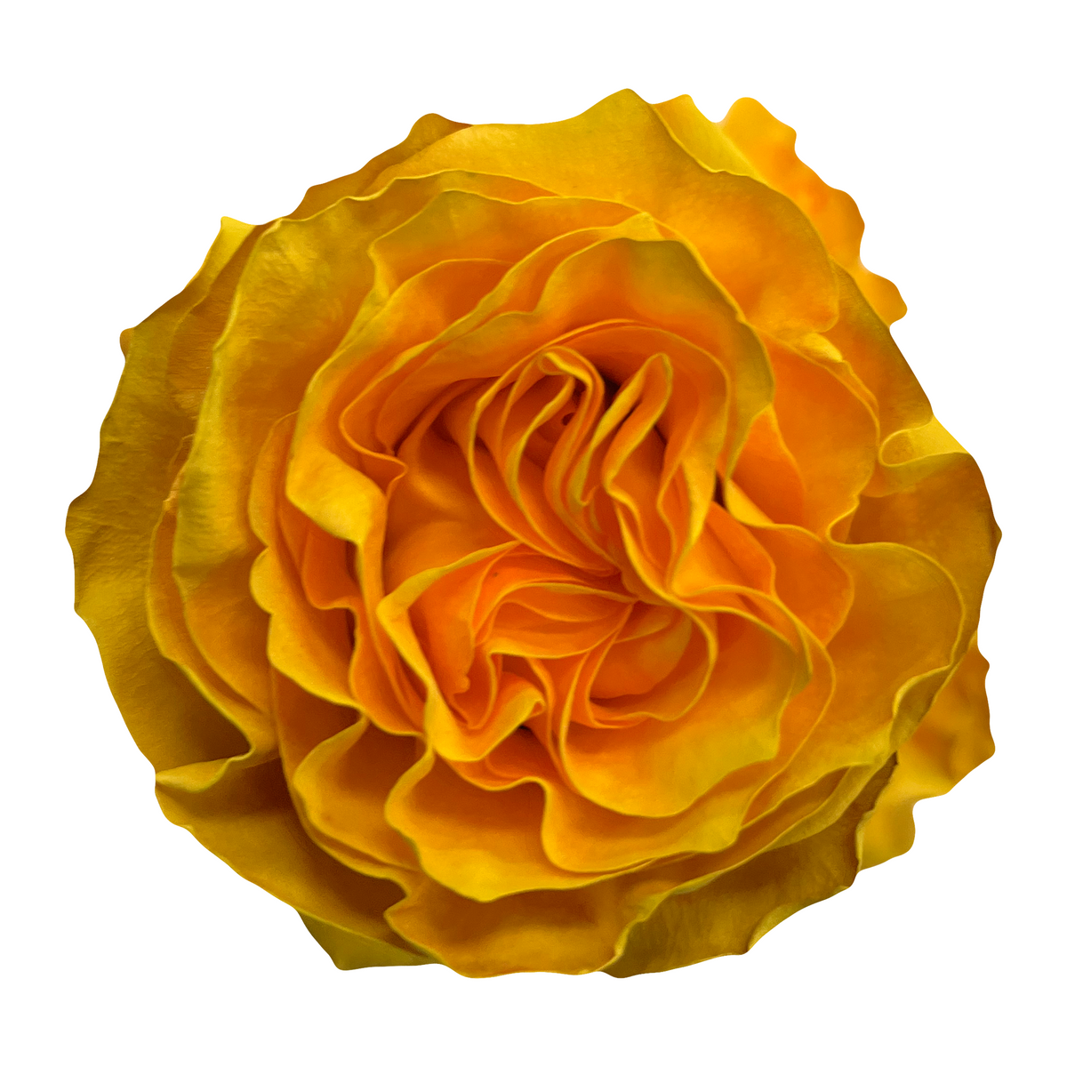 Honey Mocca Roses - Flower Explosion