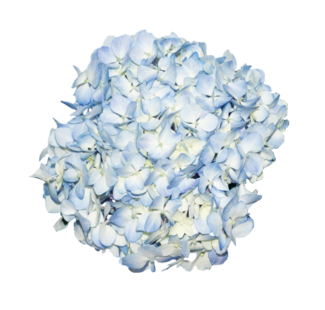 Natural Blue Hydrangea | Bulk Hydrangea Blue – Flower Explosion