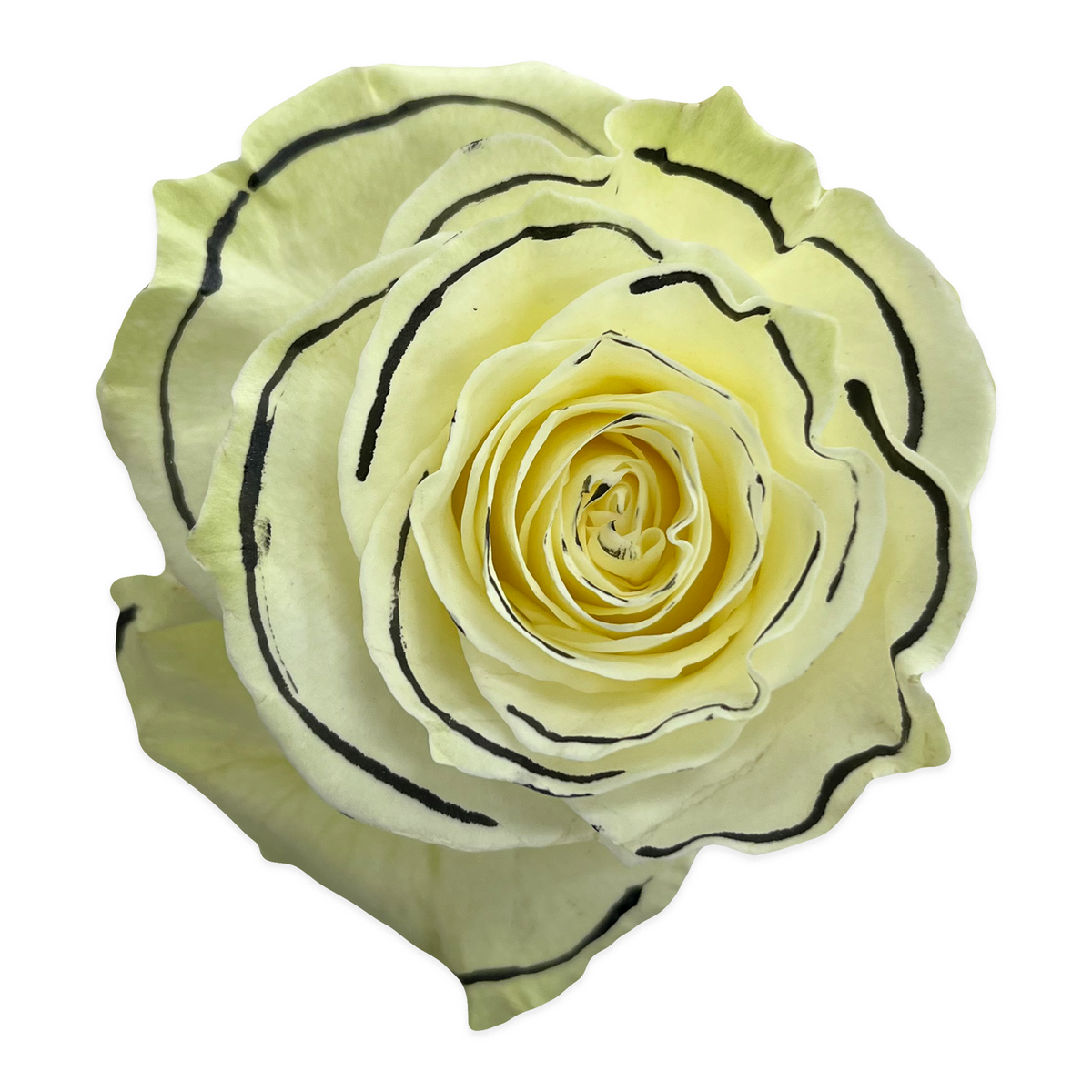 Hypnotic Roses - Flower Explosion