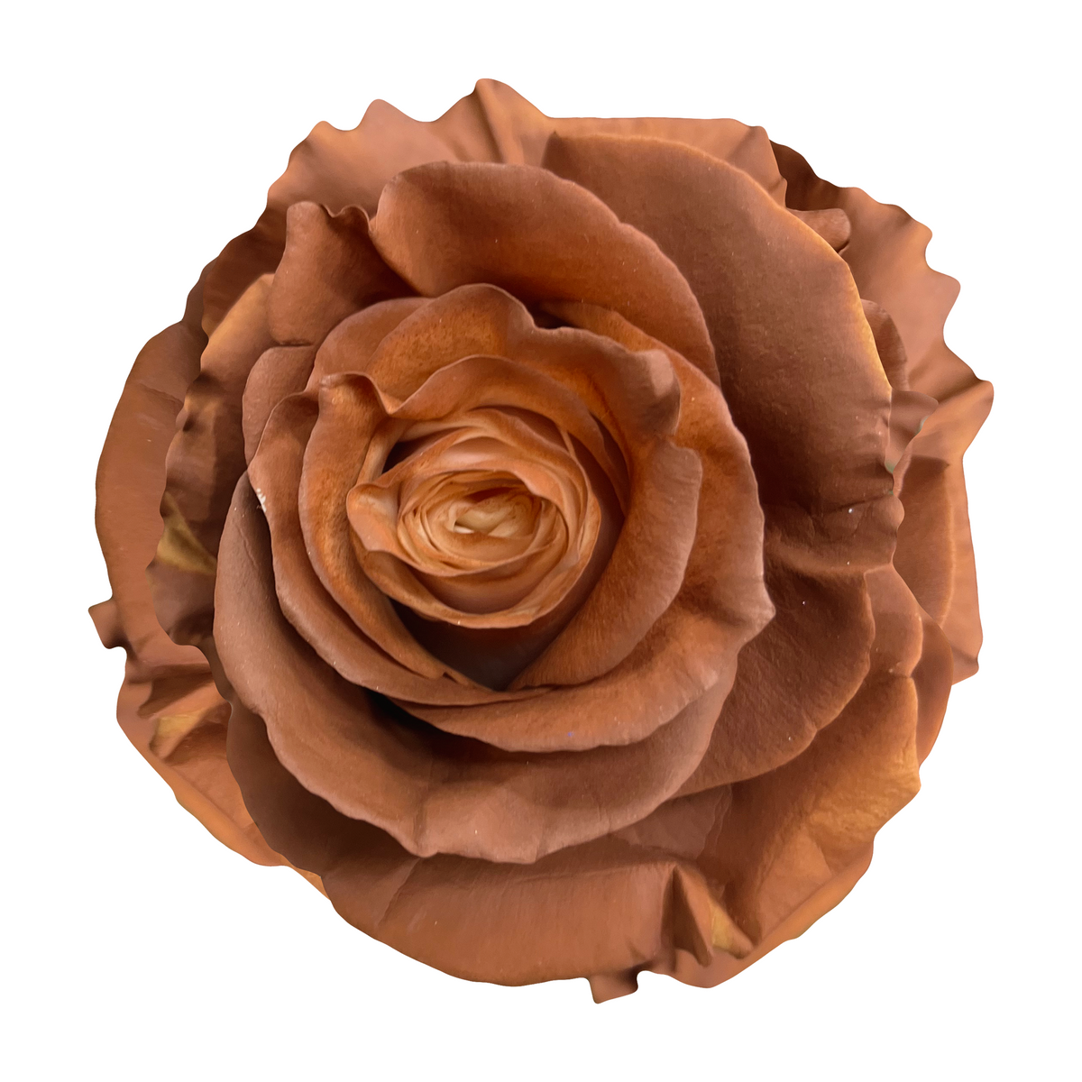 Manjar Roses - Flower Explosion