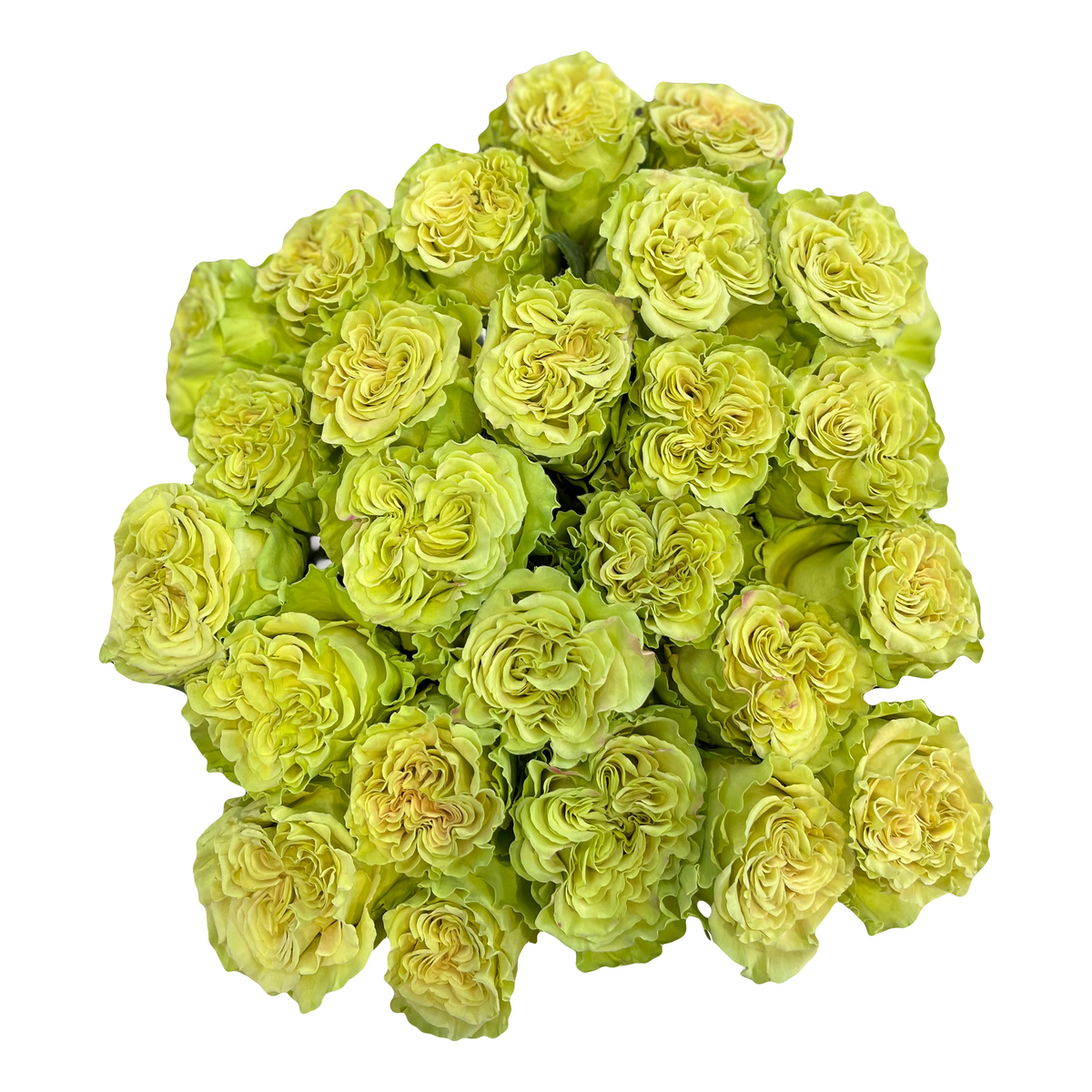 Matcha Green Garden Roses - Light Green Cream Champagne Hues – Flower ...